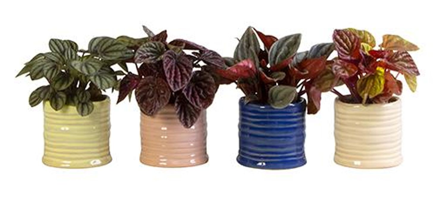Peperomia MIX — Plant Wholesale FlorAccess