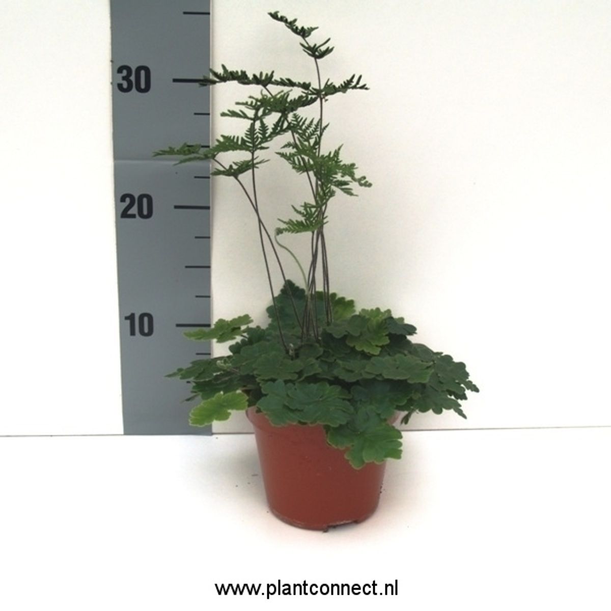 Doryopteris cordata — Plant Wholesale FlorAccess