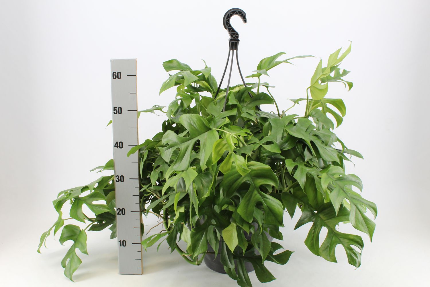Monstera minima — Plant Wholesale FlorAccess