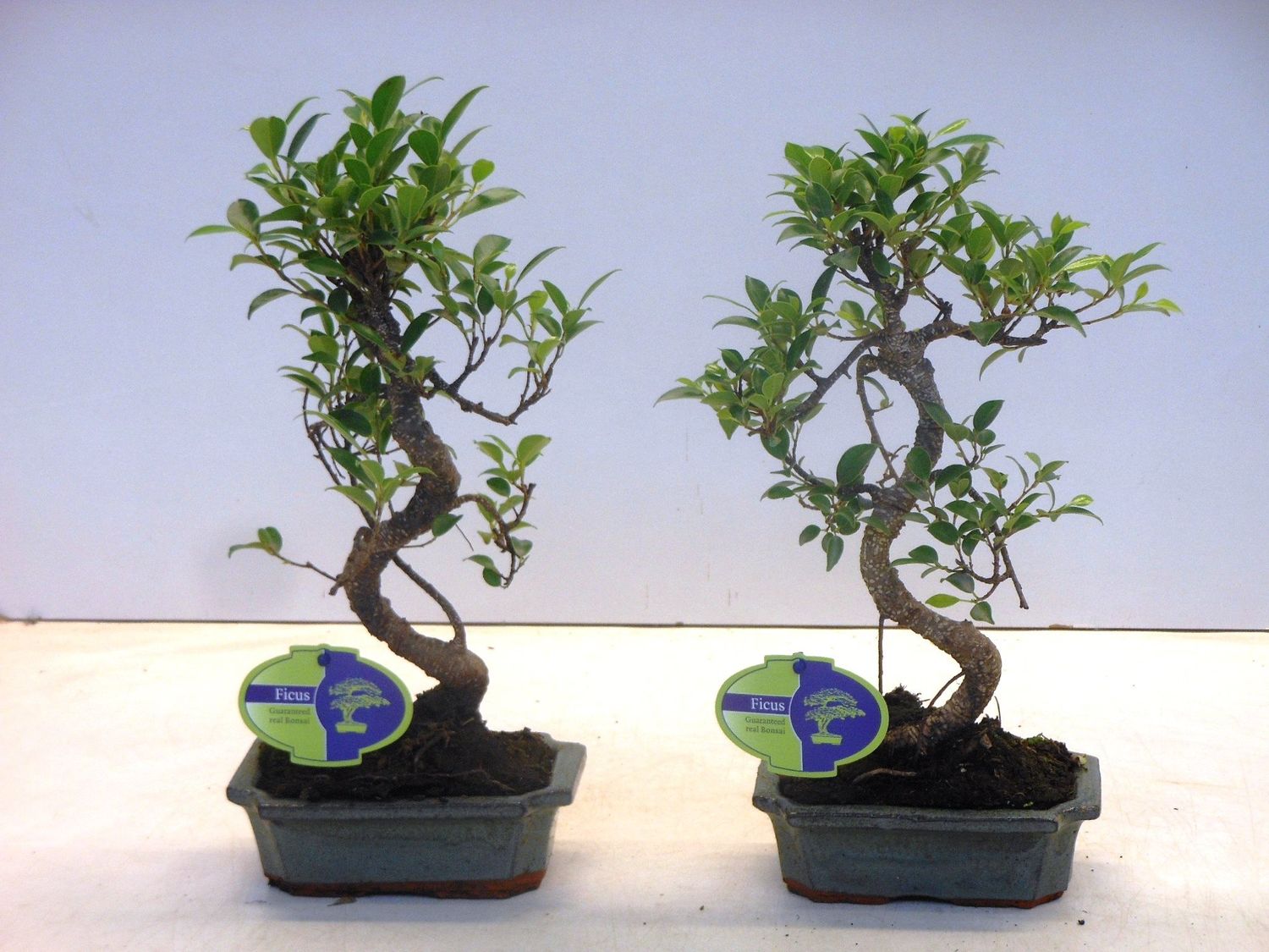 Ficus microcarpa — Plant Wholesale FlorAccess