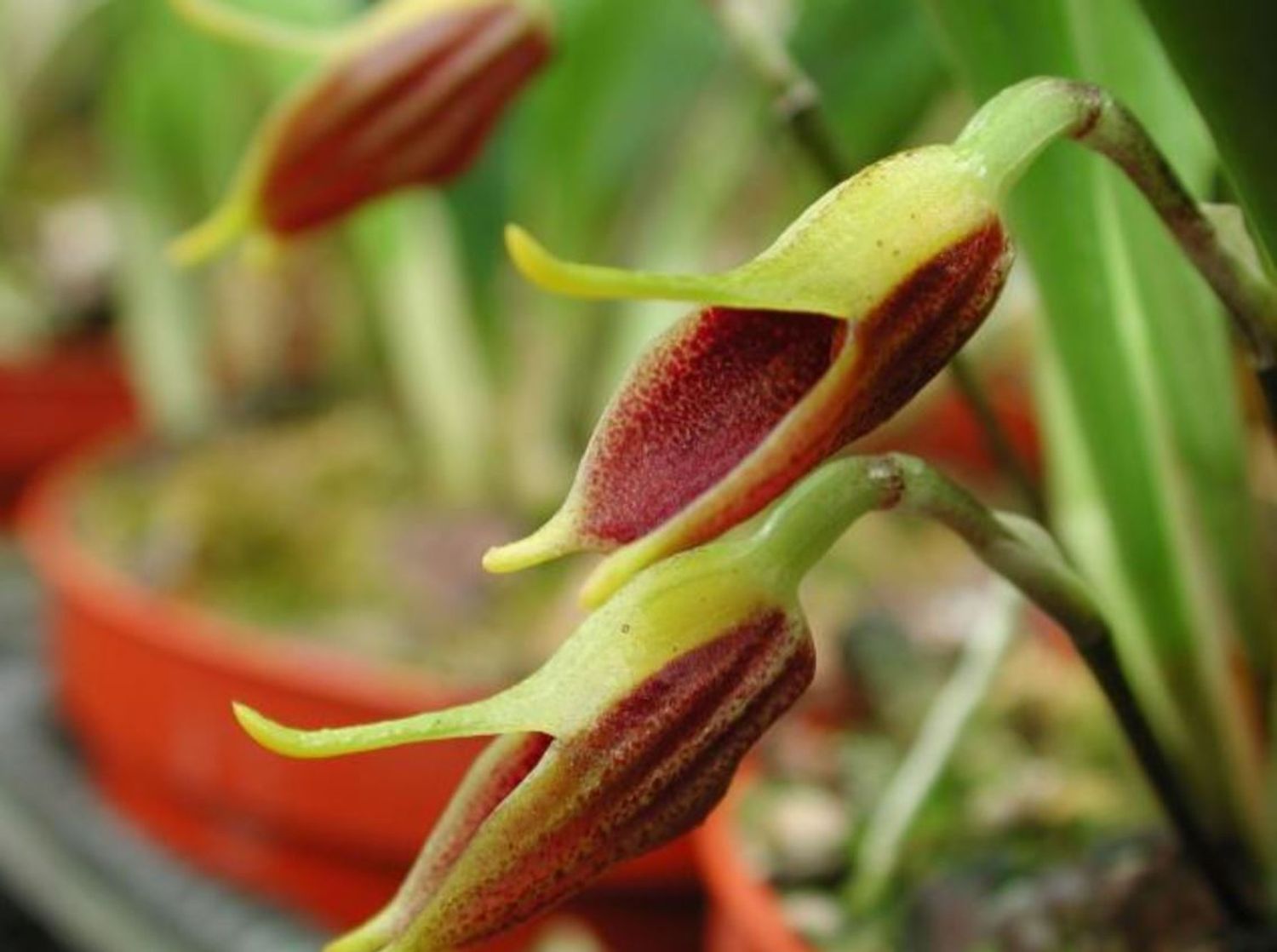 Masdevallia pyxis — Plant Wholesale FlorAccess