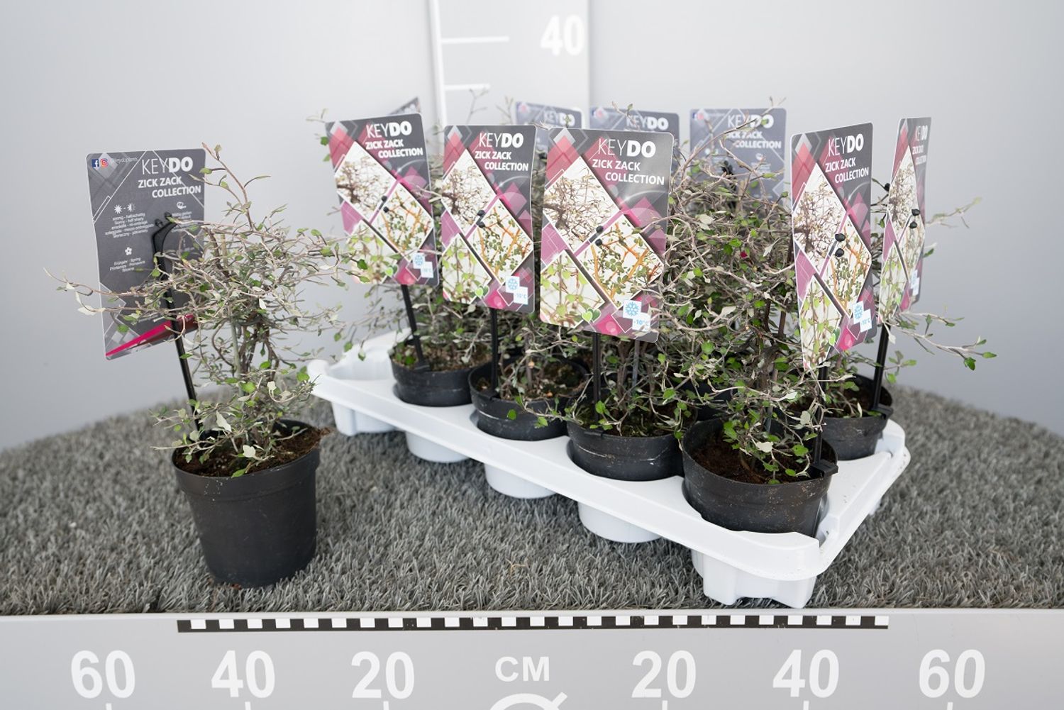 Corokia cotoneaster — Plant Wholesale FlorAccess