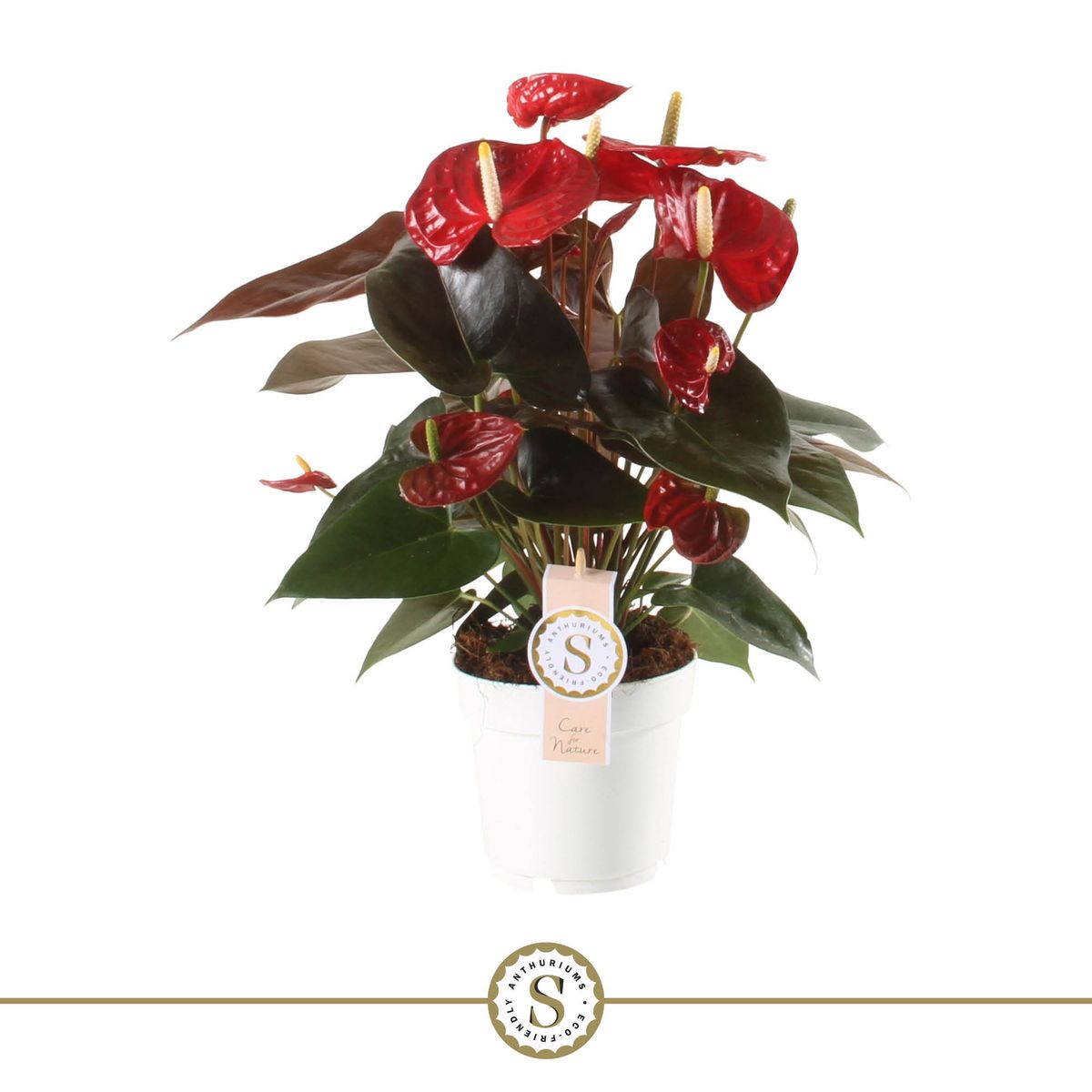 Anthurium CORAL CHAMPION — Plant Wholesale FlorAccess