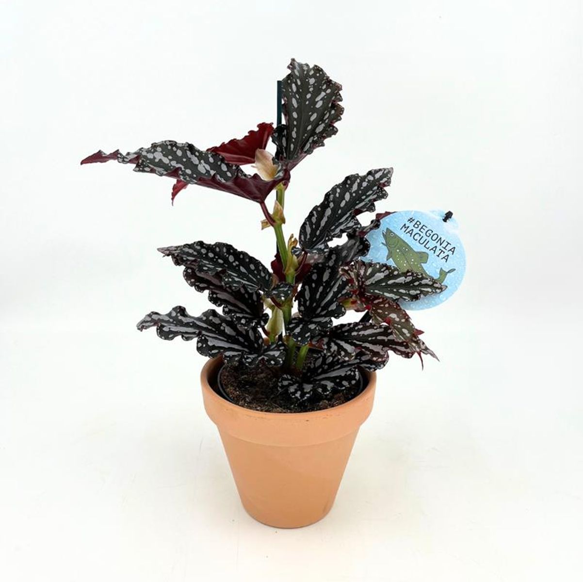 Begonia maculata 'Ruby Compact' — Grossiste en Plantes FlorAccess