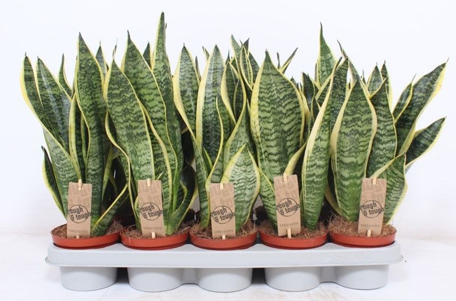 Sansevieria trifasciata 'Futura Superba' — Plant Wholesale FlorAccess