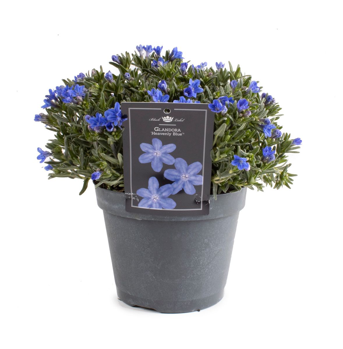 Glandora diffusa 'Heavenly Blue' — Plant Wholesale FlorAccess
