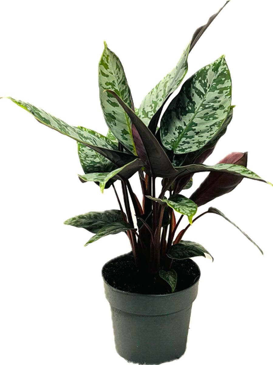 Apoballis acuminatissima 'Red Sword' — Grossiste en Plantes FlorAccess