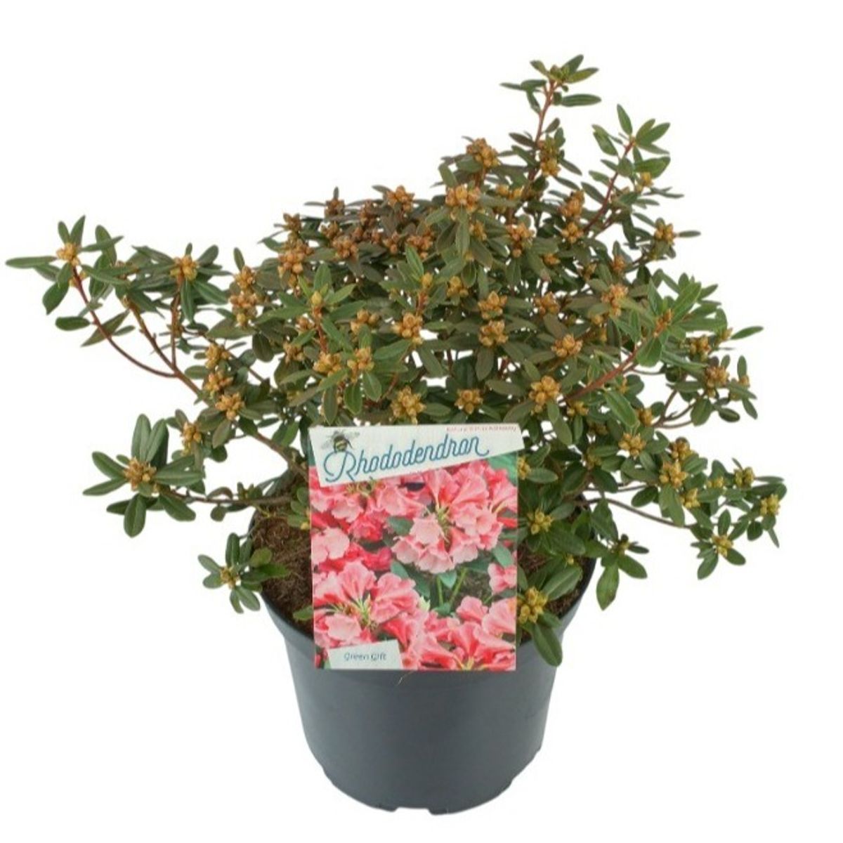 Rhododendron 'Pintail' — Plant Wholesale FlorAccess