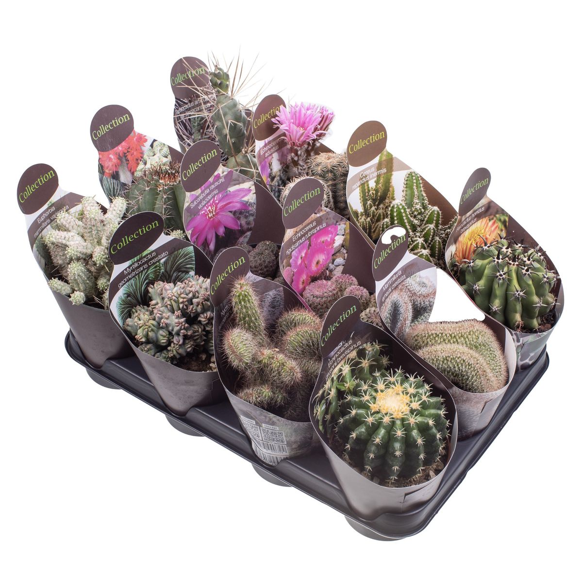 Cactus MIX — Plant Wholesale FlorAccess