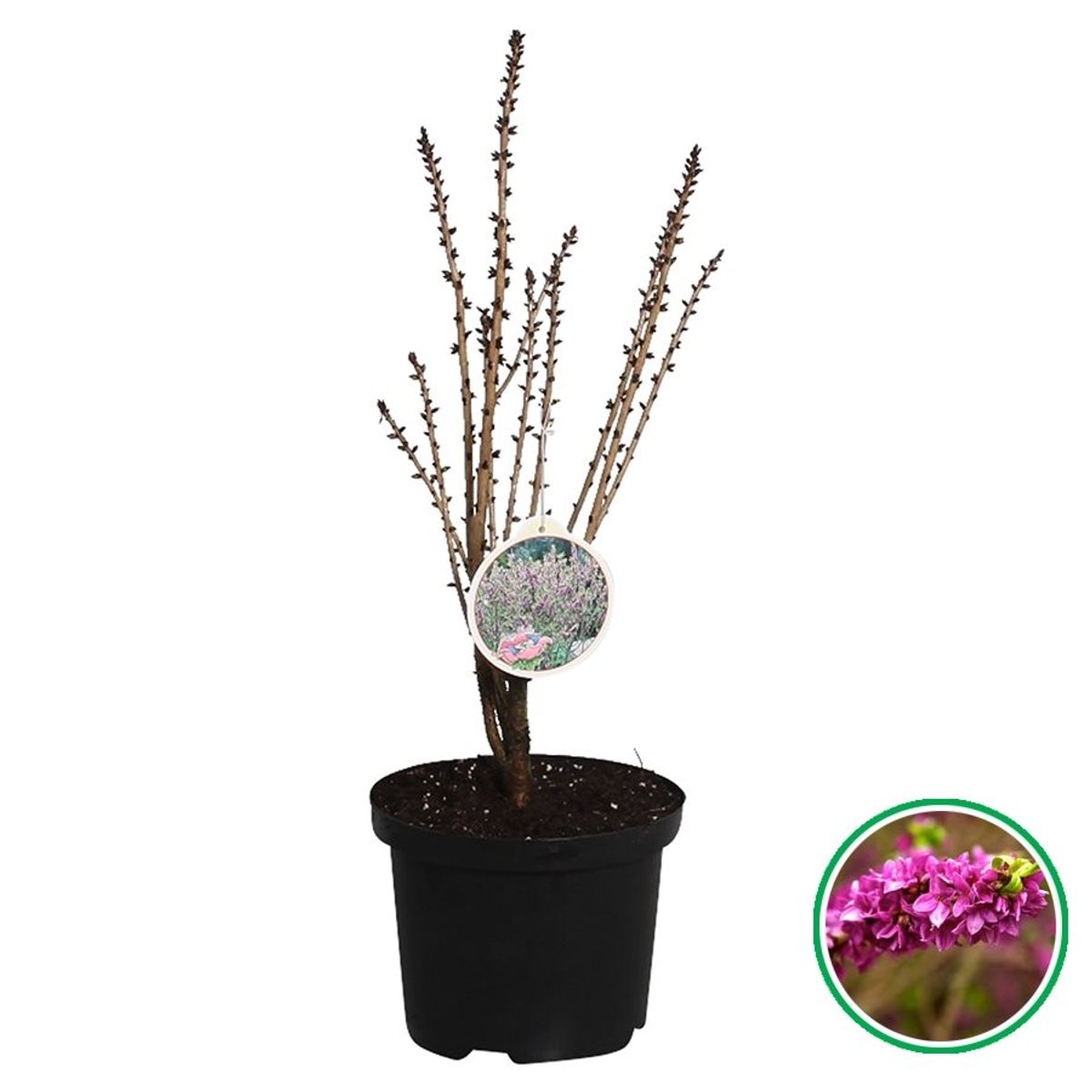 Daphne mezereum 'Rubra' — Plant Wholesale FlorAccess