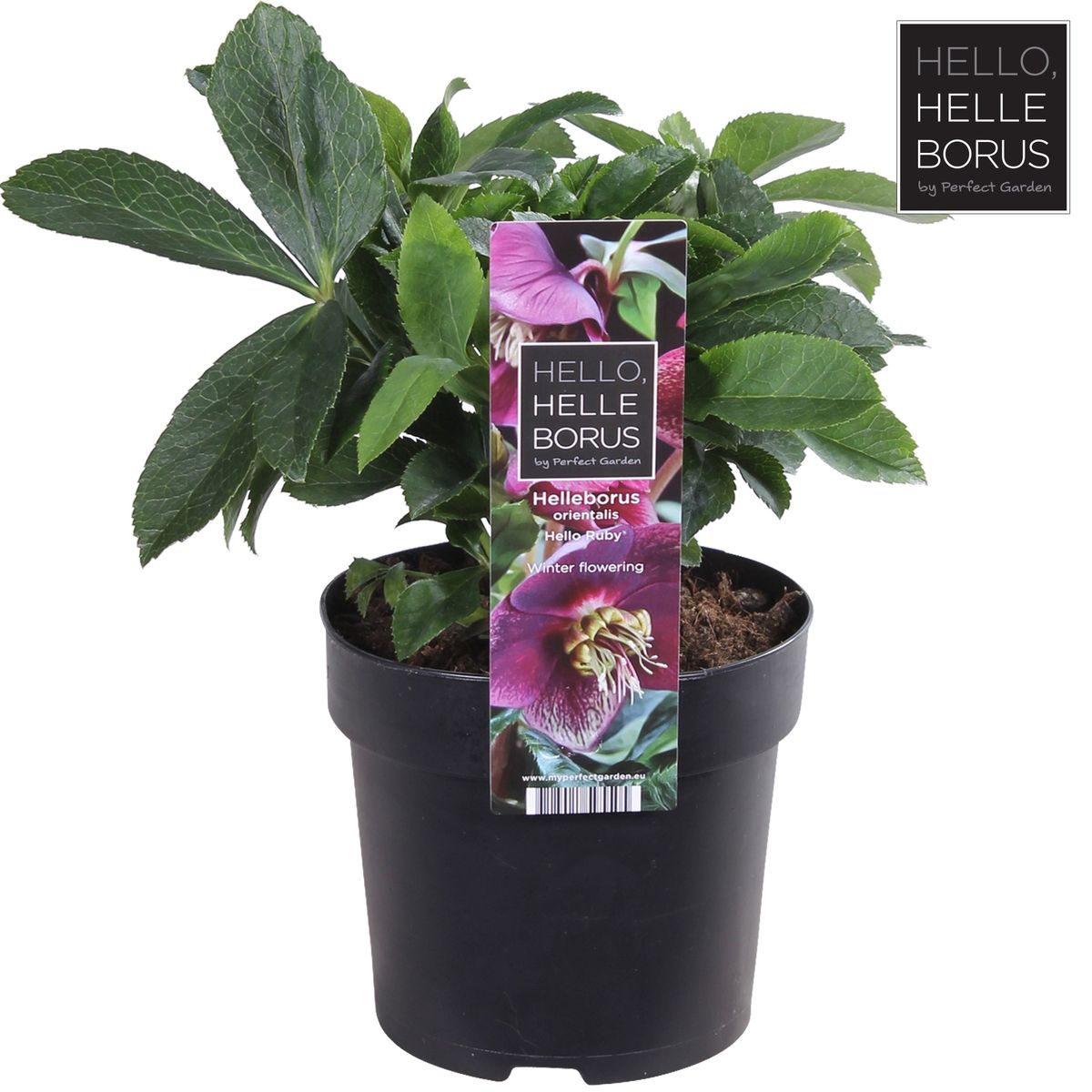 Helleborus orientalis HELLO RUBY — Plant Wholesale FlorAccess
