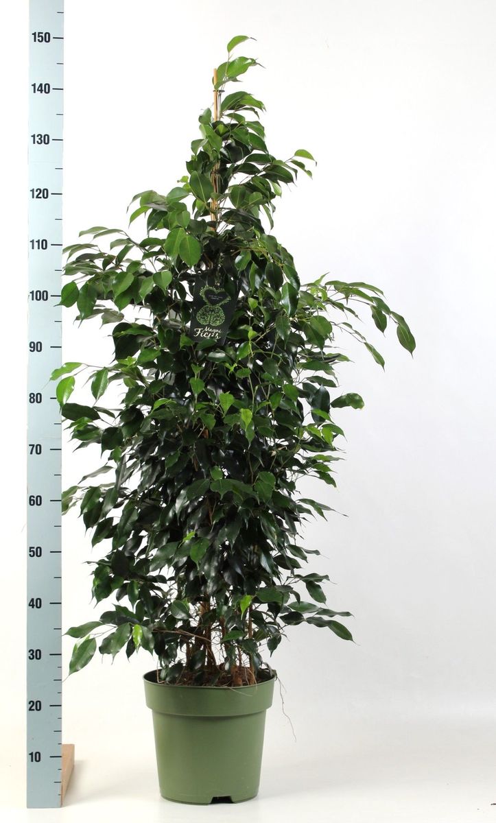 Ficus benjamina 'Danielle' — Plant Wholesale FlorAccess