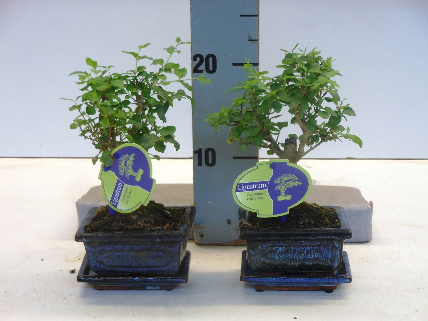 Ligustrum sinense — Plant Wholesale FlorAccess