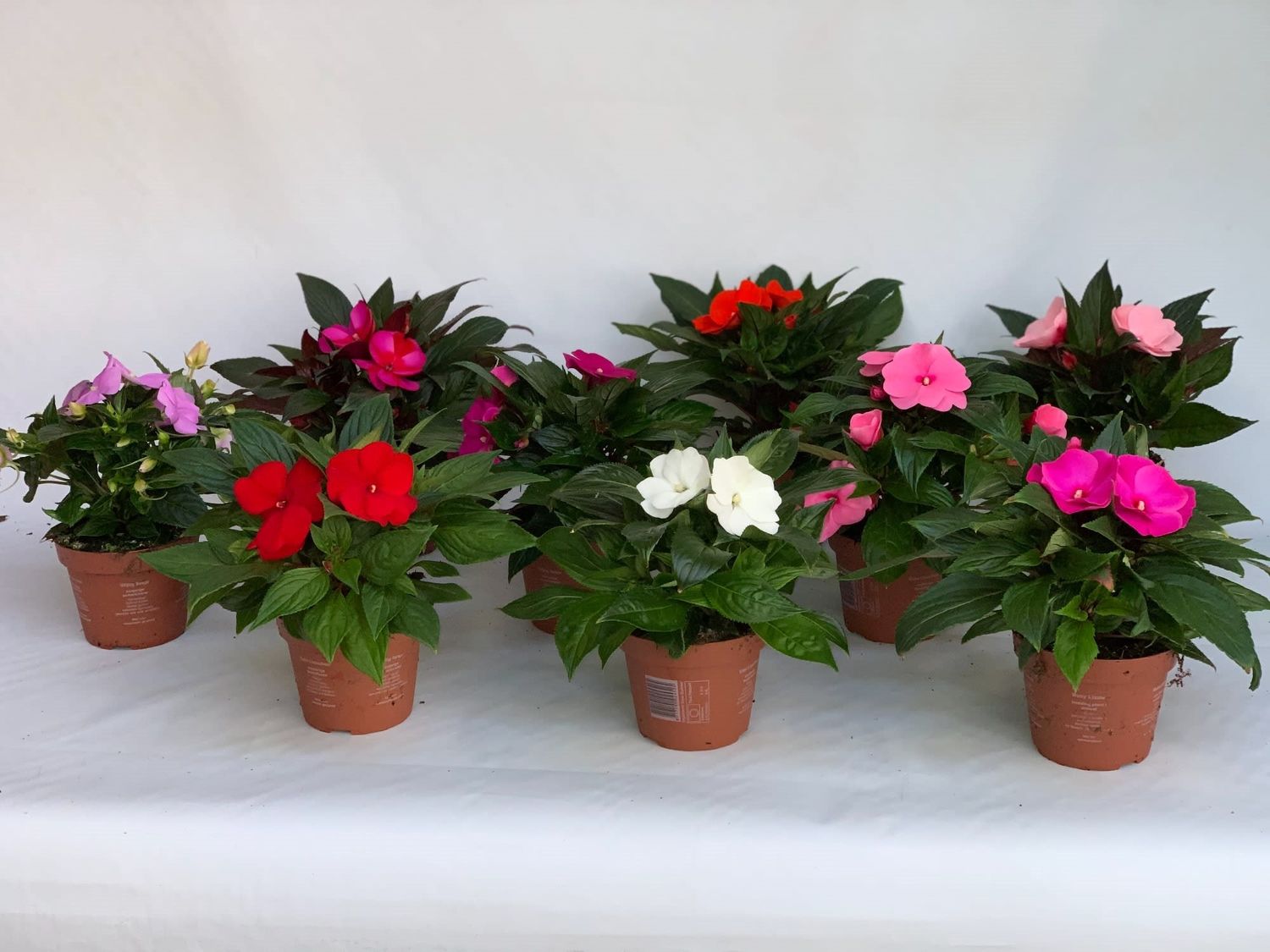 Impatiens NEW GUINEA MIX — Plant Wholesale FlorAccess