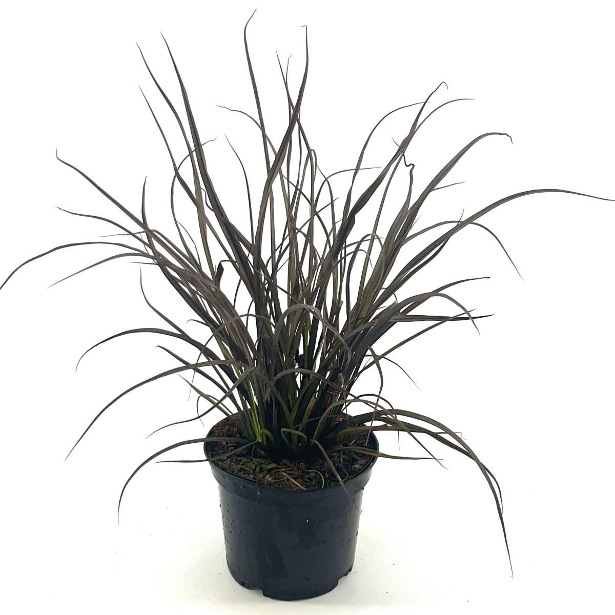 Phormium 'Jack Spratt' — Plant Wholesale FlorAccess