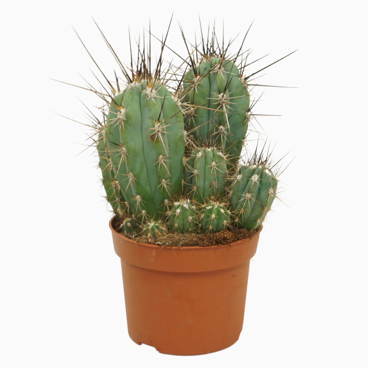 Stetsonia coryne — Plant Wholesale FlorAccess