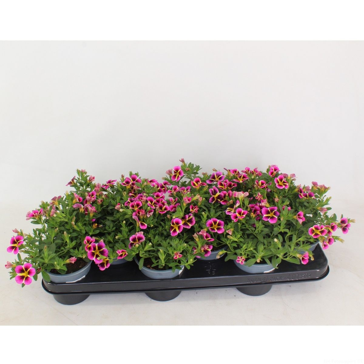 Calibrachoa RAVE PINK HAWAII — Plant Wholesale FlorAccess