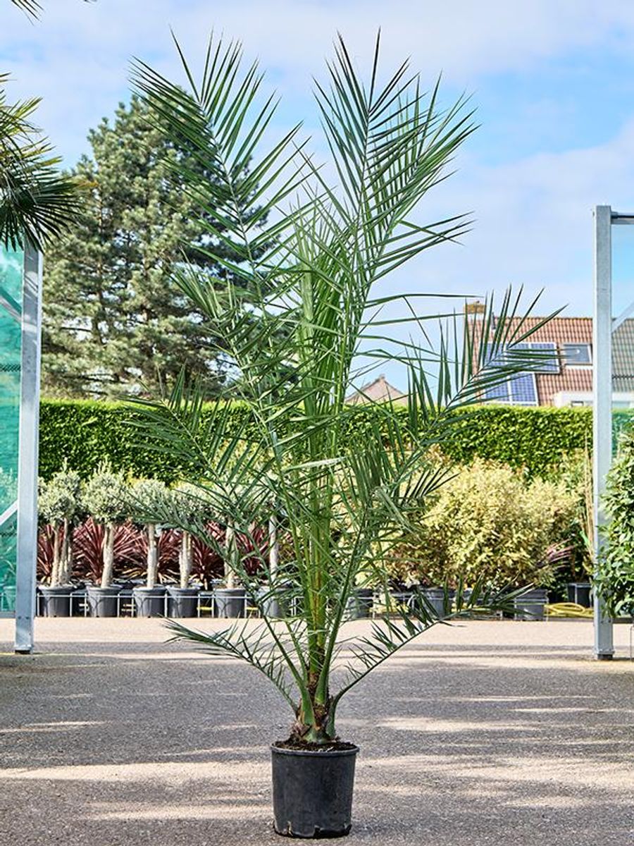 Phoenix canariensis — Plant Wholesale FlorAccess