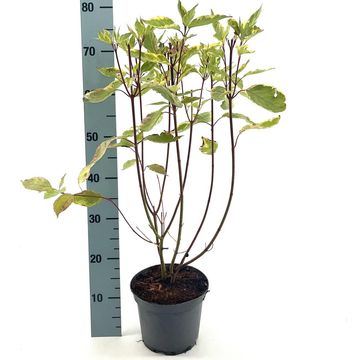 Cornus alba 'Gouchaultii' — Plant Wholesale FlorAccess