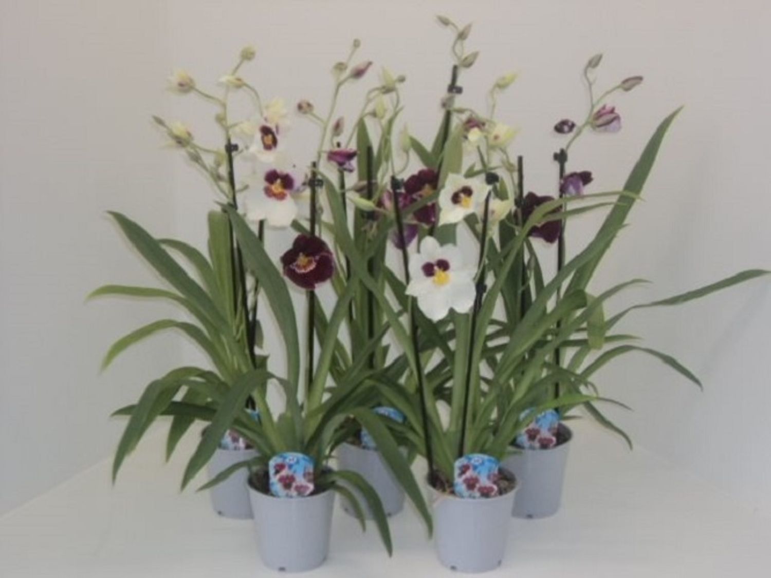 Miltonia MIX — Χονδρικό εμπόριο φυτών FlorAccess