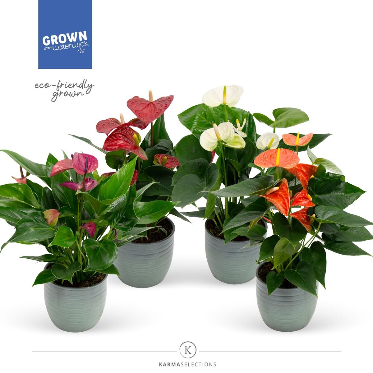 Anthurium MIX — Plant Wholesale FlorAccess