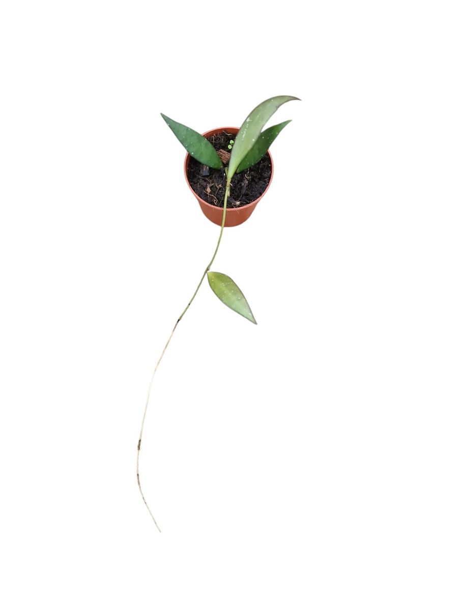 Hoya sp. Sumatra — Plant Wholesale FlorAccess