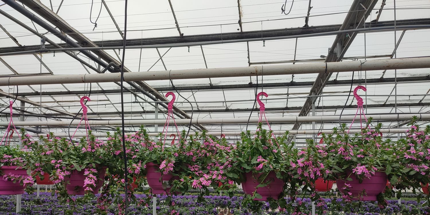 Scaevola aemula MIX — Atacado de Plantas FlorAccess