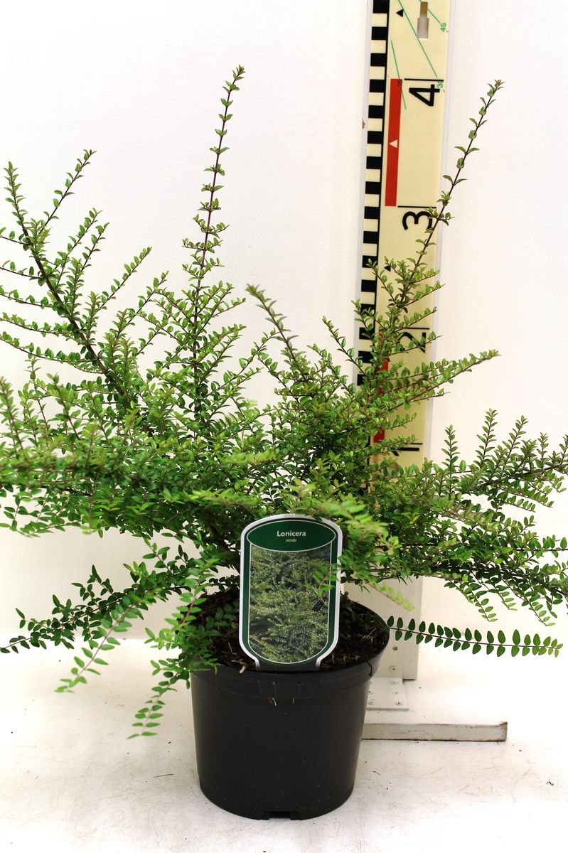 Lonicera nitida — Plant Wholesale FlorAccess