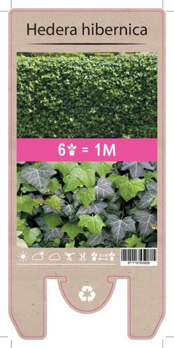 Hedera hibernica — Plant Wholesale FlorAccess