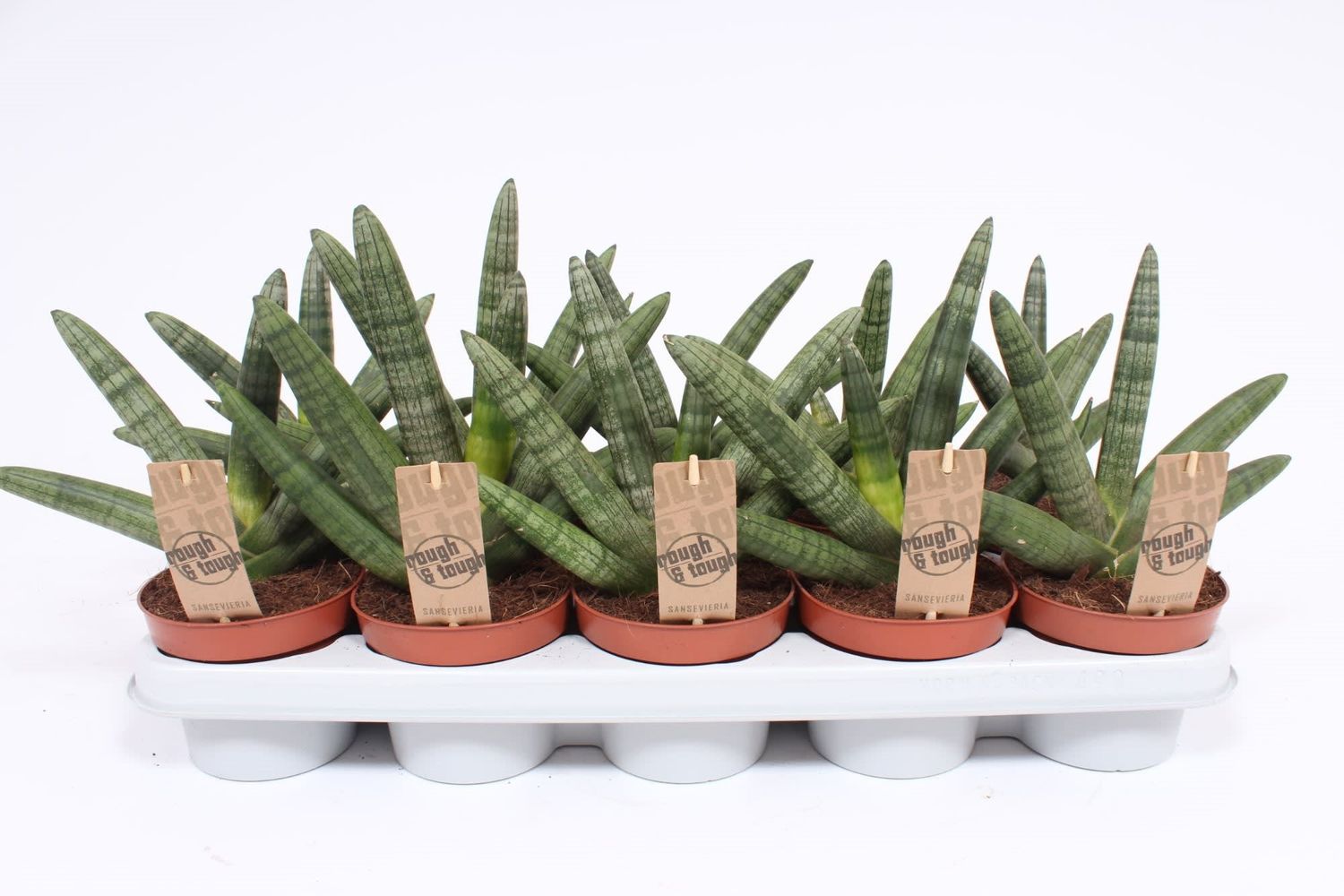 Sansevieria 'Boncellensis' — Plant Wholesale FlorAccess
