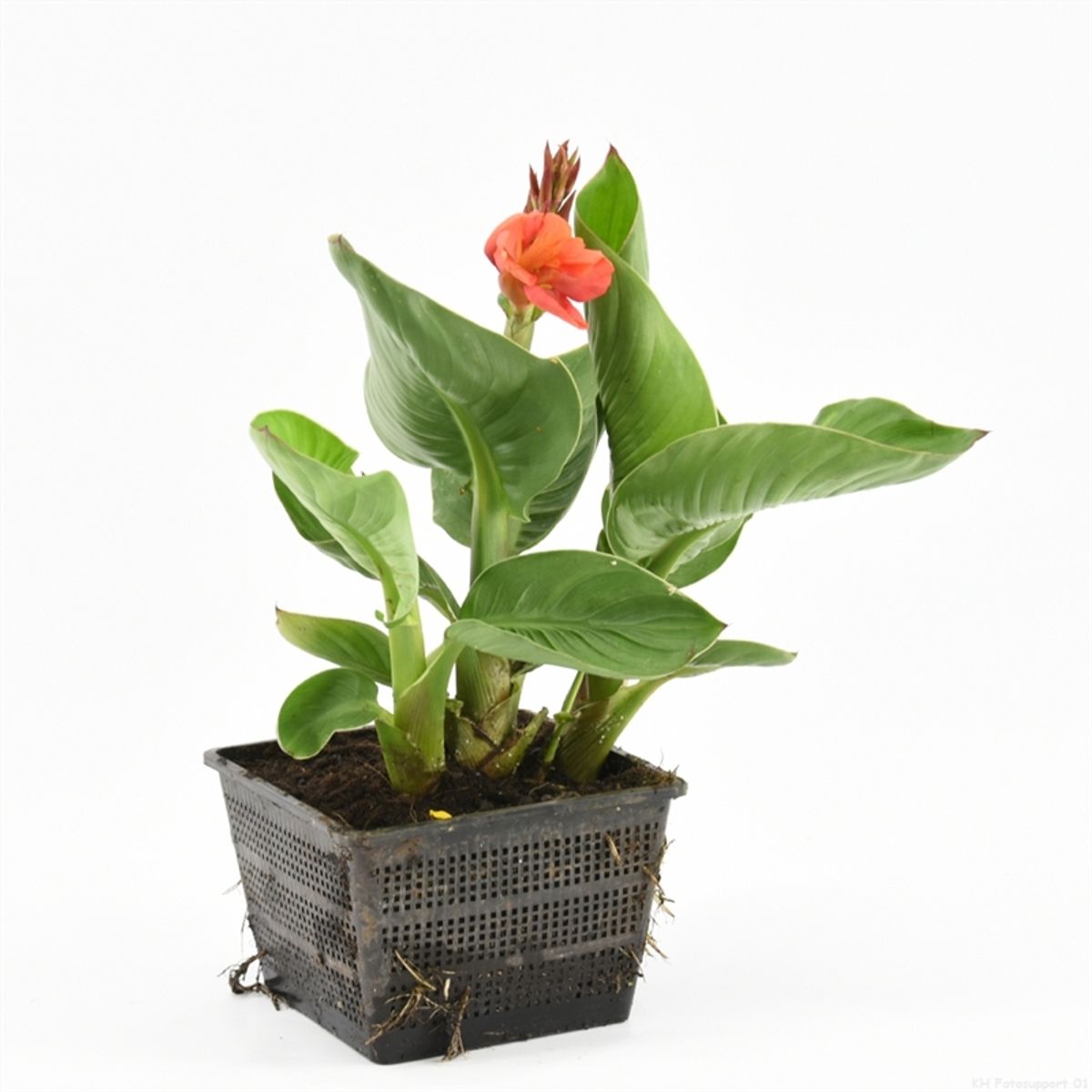 Canna 'Cannasol Happy Isabel' — Plant Wholesale FlorAccess