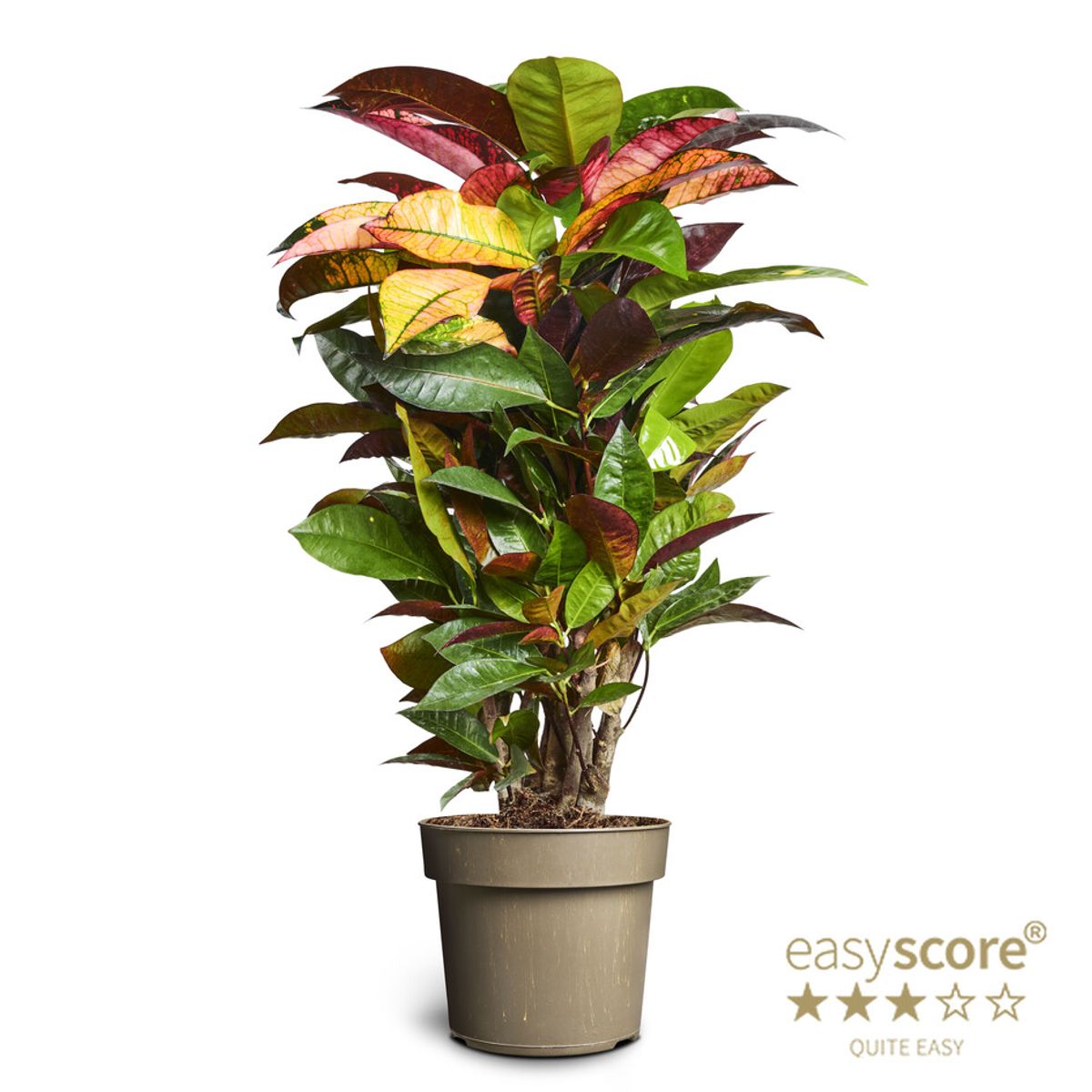 Codiaeum variegatum 'Mrs Iceton' — Рослини оптом FlorAccess