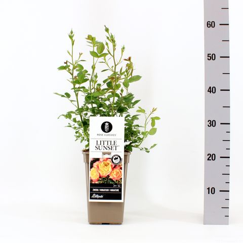 Rosa LITTLE SUNSET — Mayorista de plantas FlorAccess