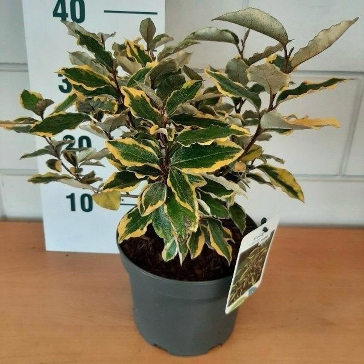 Elaeagnus x ebbingei 'Viveleg' — Plant Wholesale FlorAccess