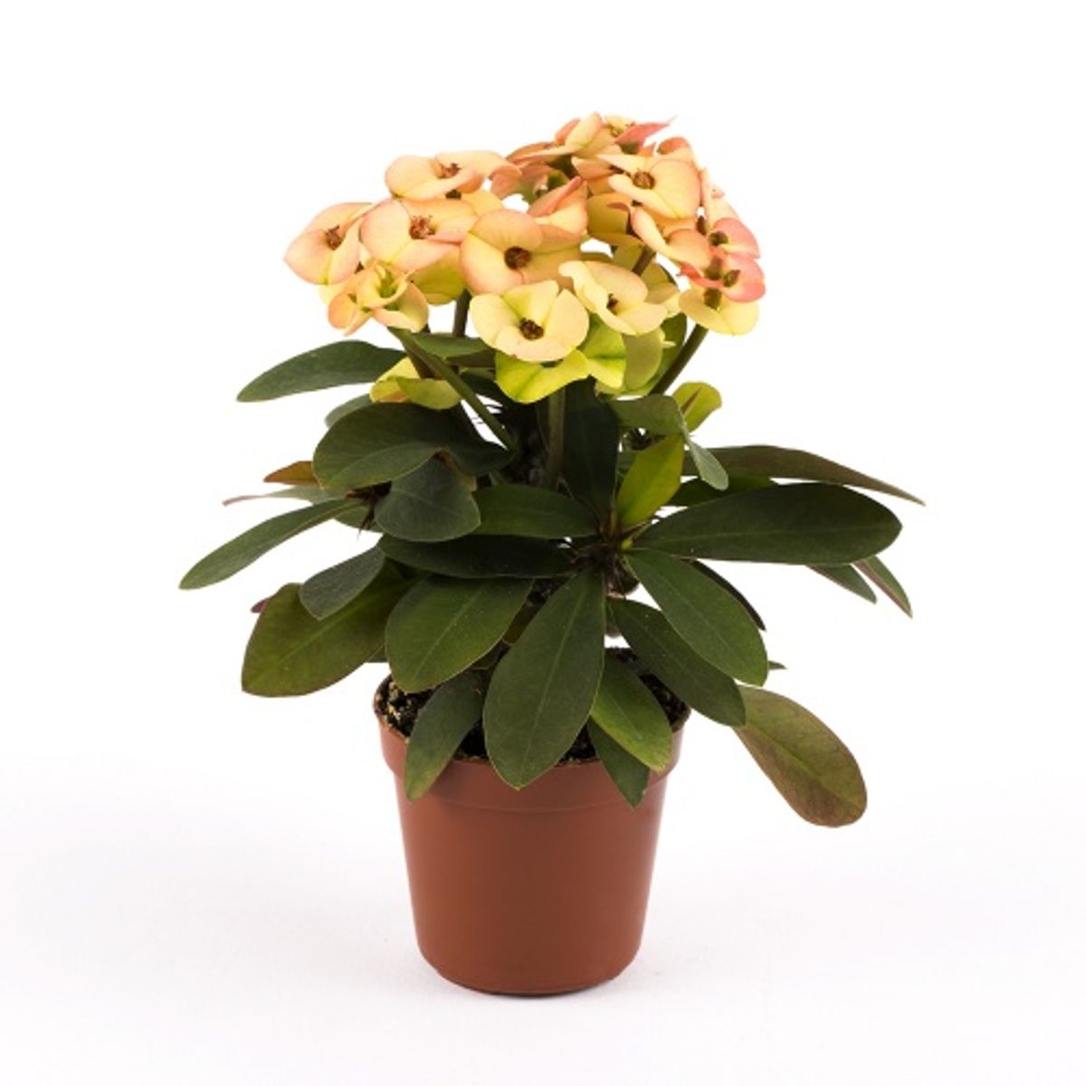 Euphorbia 'Hera' — Plant Wholesale FlorAccess