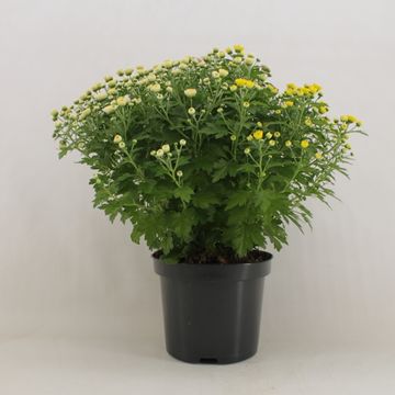 Chrysanthemum JASODA MIX — Plant Wholesale FlorAccess