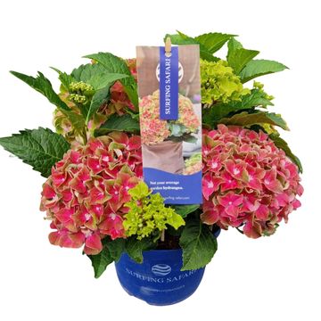 Hydrangea macrophylla SURFING SAFARI SUNSET — Plant Wholesale FlorAccess