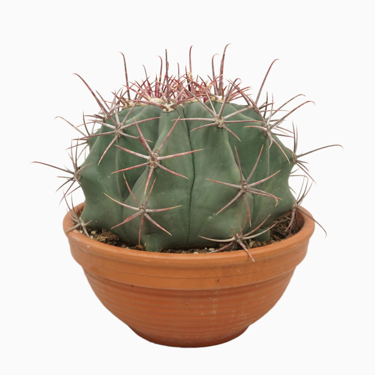 Ferocactus — Plant Wholesale FlorAccess
