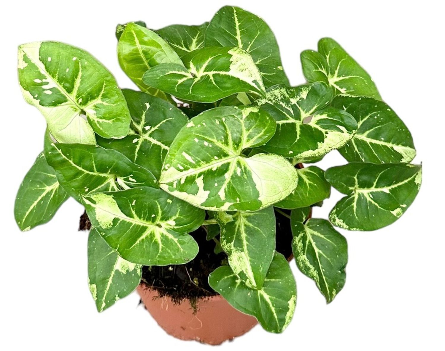 Syngonium 'Panda' — Plant Wholesale FlorAccess