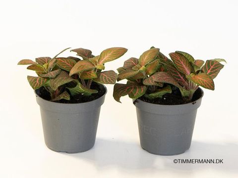 Fittonia verschaffeltii — Plant Wholesale FlorAccess