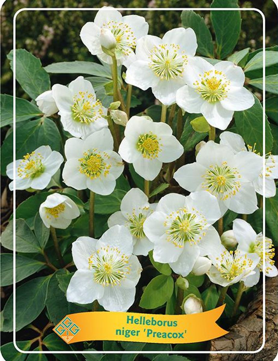 Helleborus MIX — Plant Wholesale FlorAccess