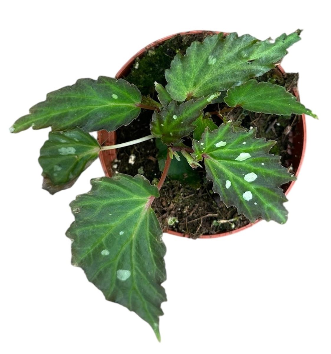 Begonia 'Mantuk' — Plant Wholesale FlorAccess