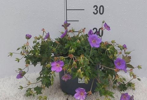 Geranium ROZANNE — Plant Wholesale FlorAccess