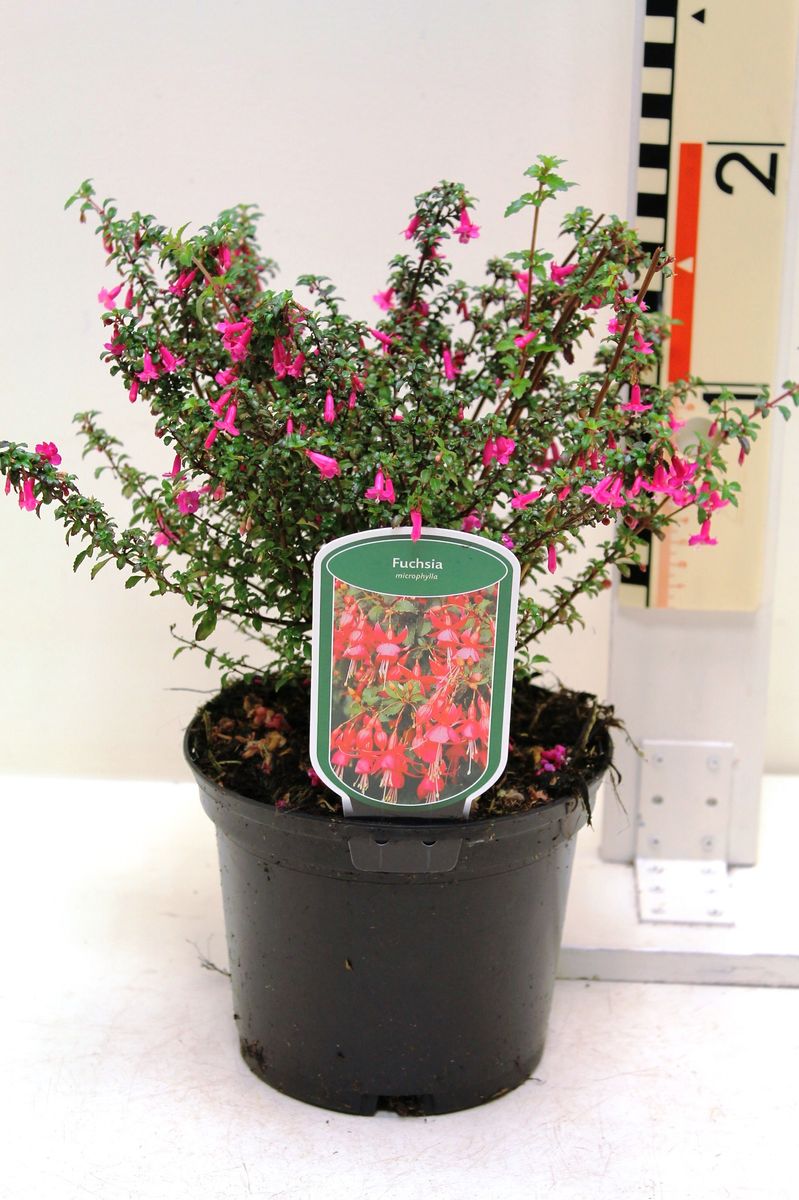Fuchsia microphylla — Plant Wholesale FlorAccess