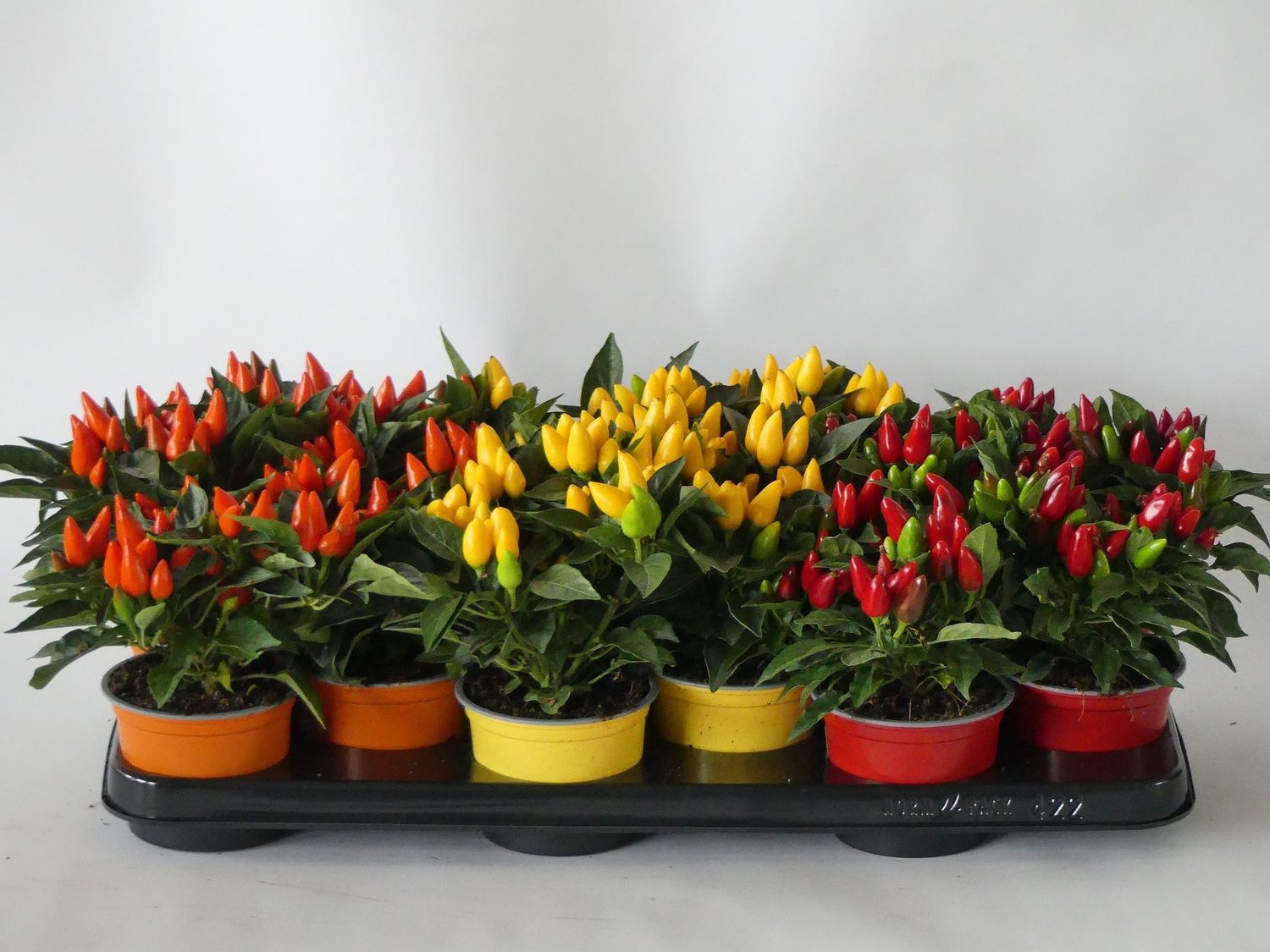 Capsicum annuum SALSA MIX — Plant Wholesale FlorAccess