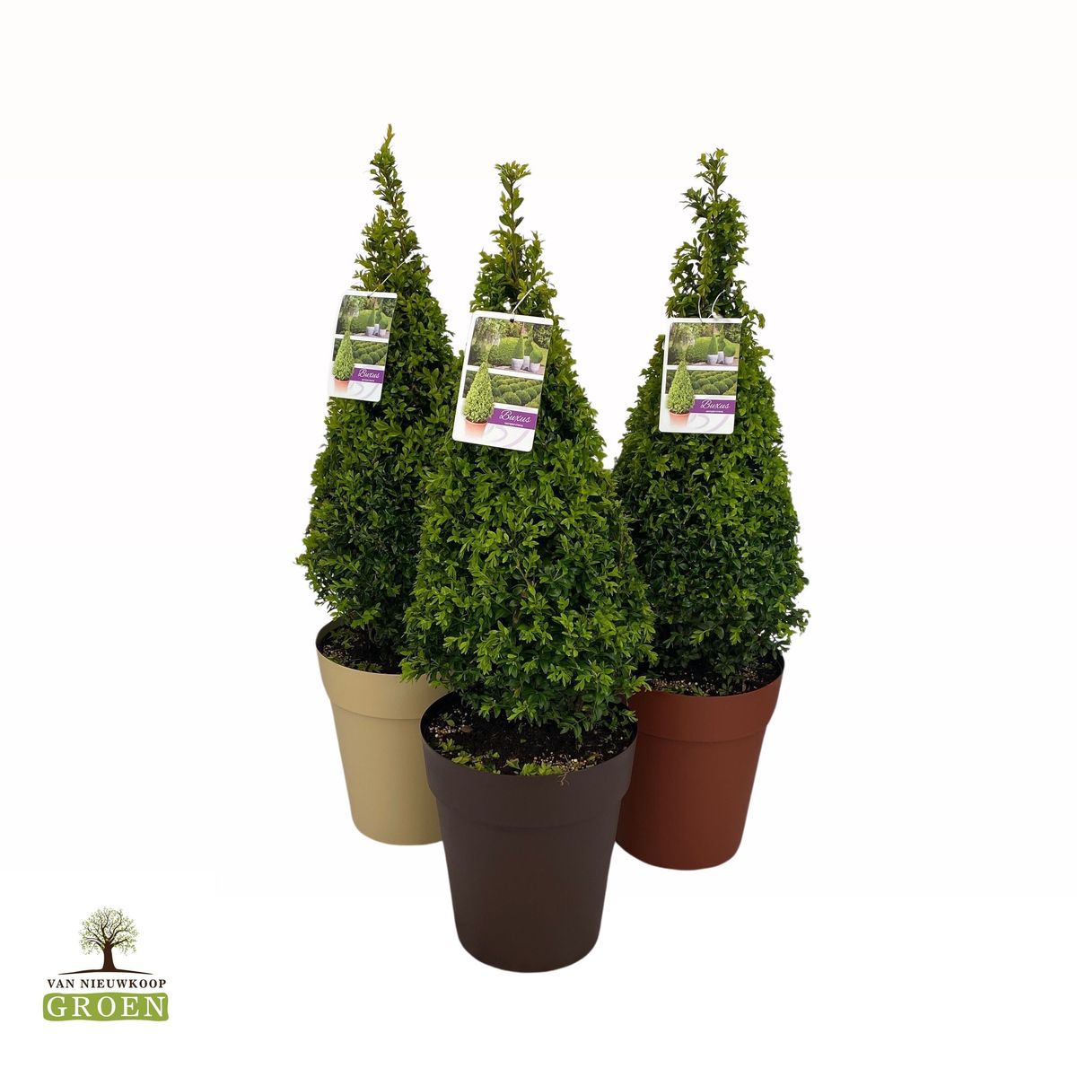 Buxus sempervirens — Plant Wholesale FlorAccess
