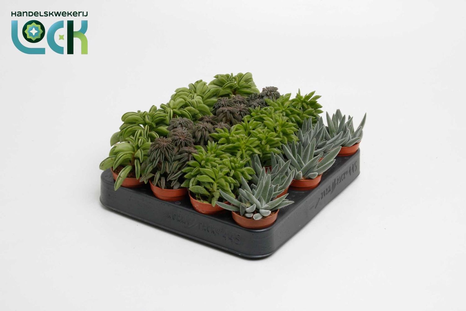 Peperomia MIX — Plant Wholesale FlorAccess