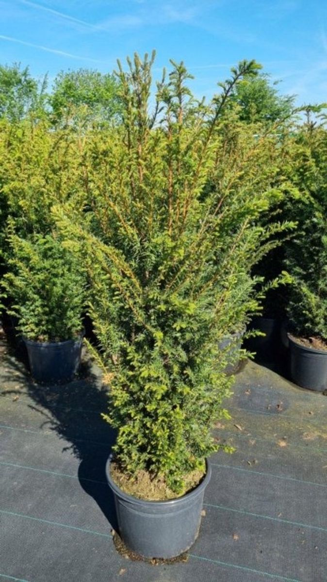 Taxus baccata — Mayorista de plantas FlorAccess