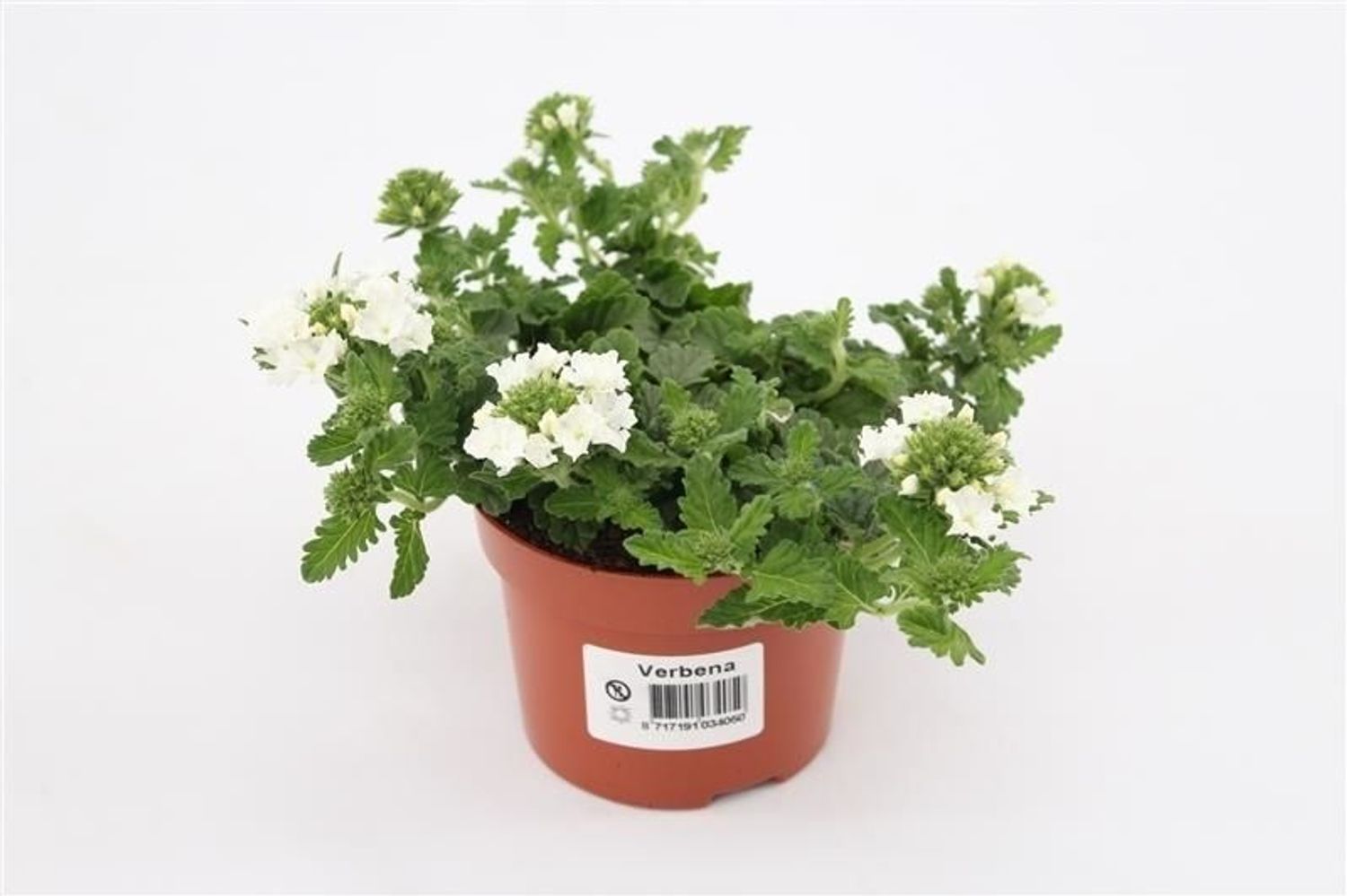 Verbena AZTEC WHITE MAGIC — Plant Wholesale FlorAccess