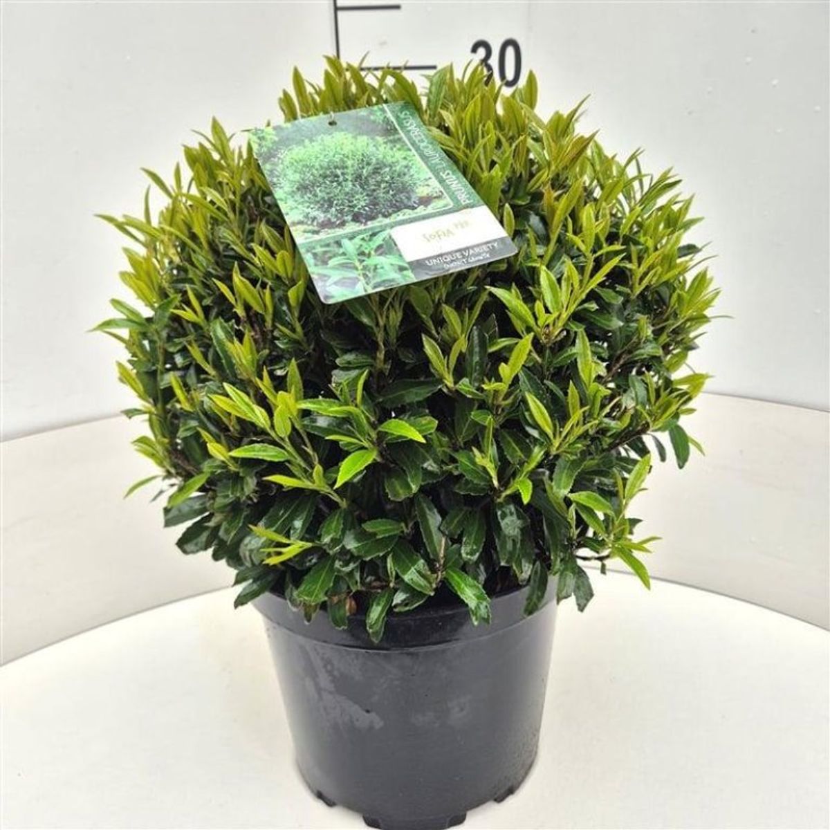 Prunus laurocerasus SOFIA — Plant Wholesale FlorAccess